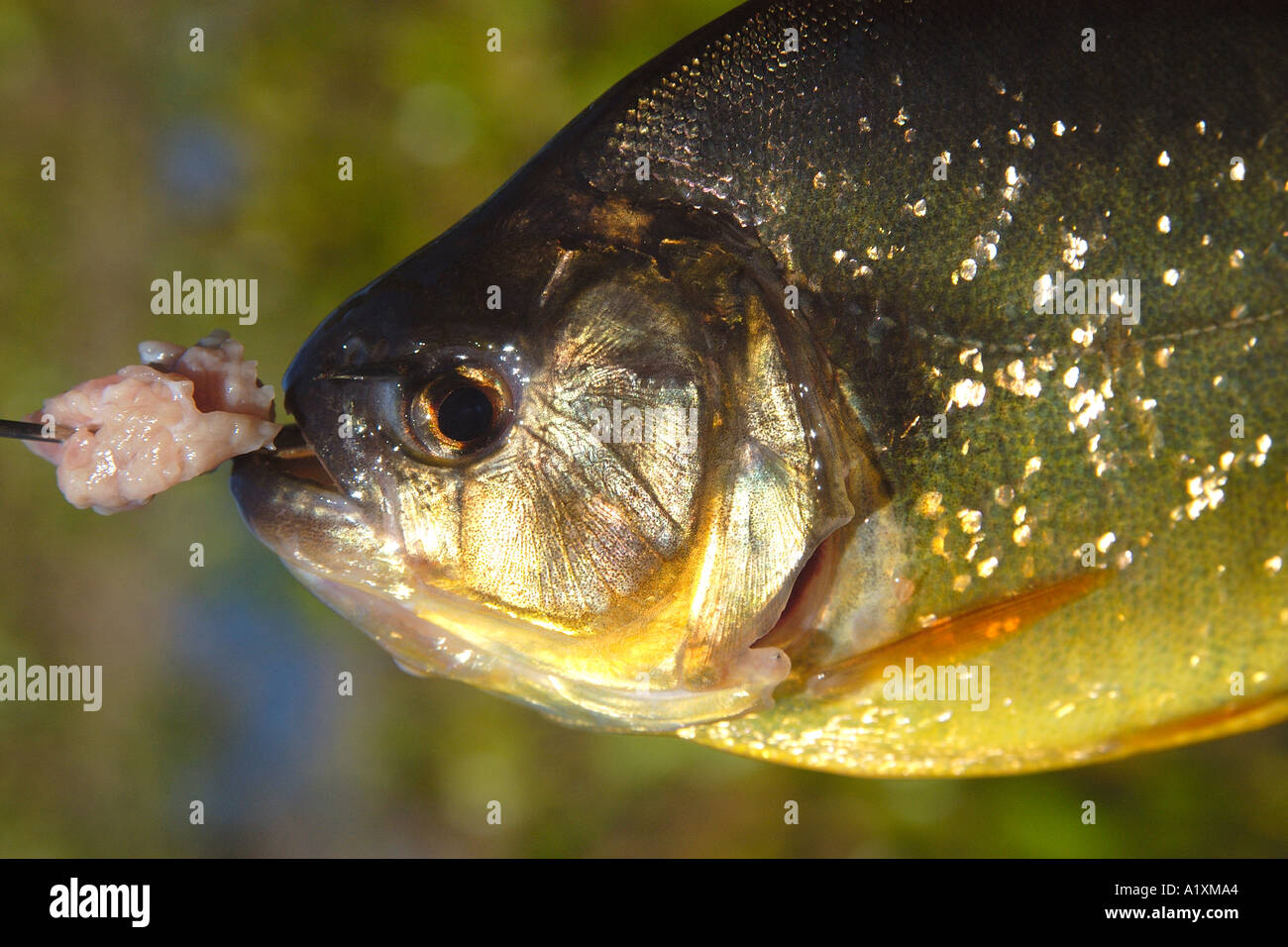 Piranha Pygocentrus nattereri a carnivorous fish caught on a line Stock ...