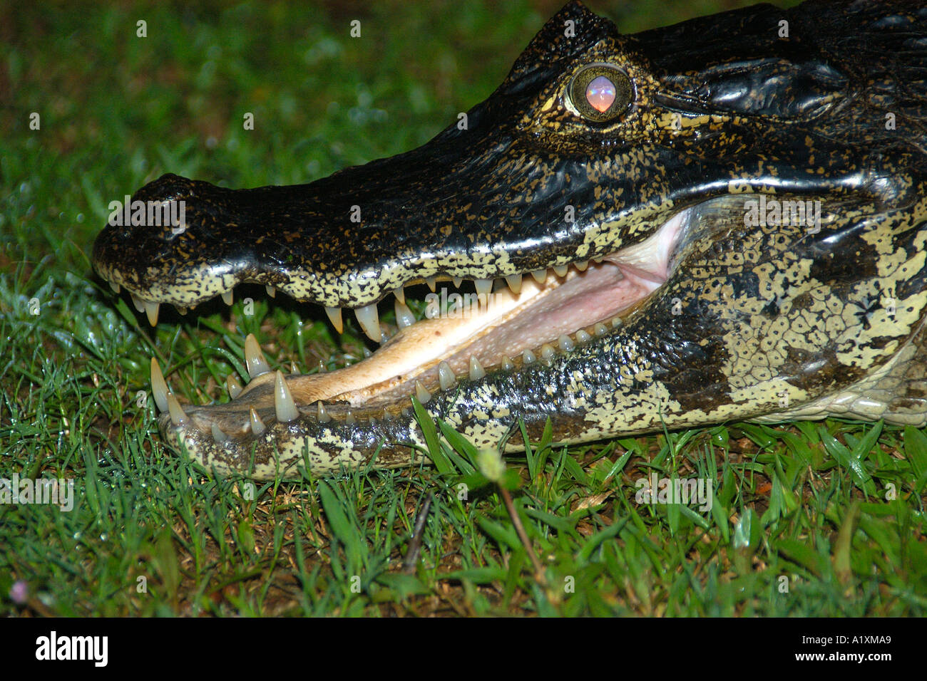 Tooth thickness hi-res stock photography and images - Alamy