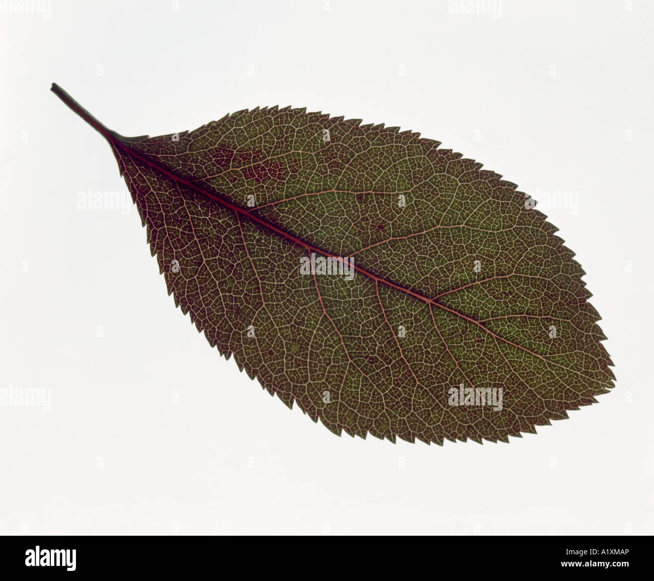 PURPLE PLUM (PRUNUS SP.) SIMPLE PINNATE LEAF / STUDIO Stock Photo - Alamy