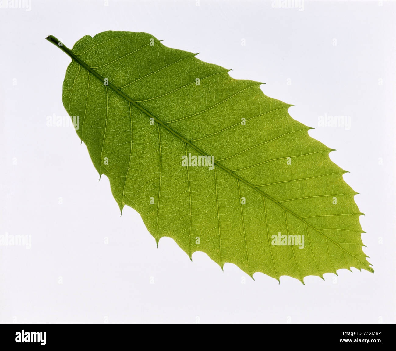 CHESTNUT (CASTANEA MOLLISSIMA) SIMPLE PINNATE LEAF / STUDIO Stock Photo ...