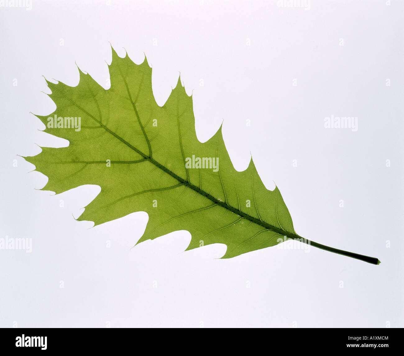 Simple oak leaf hi-res stock photography and images - Alamy