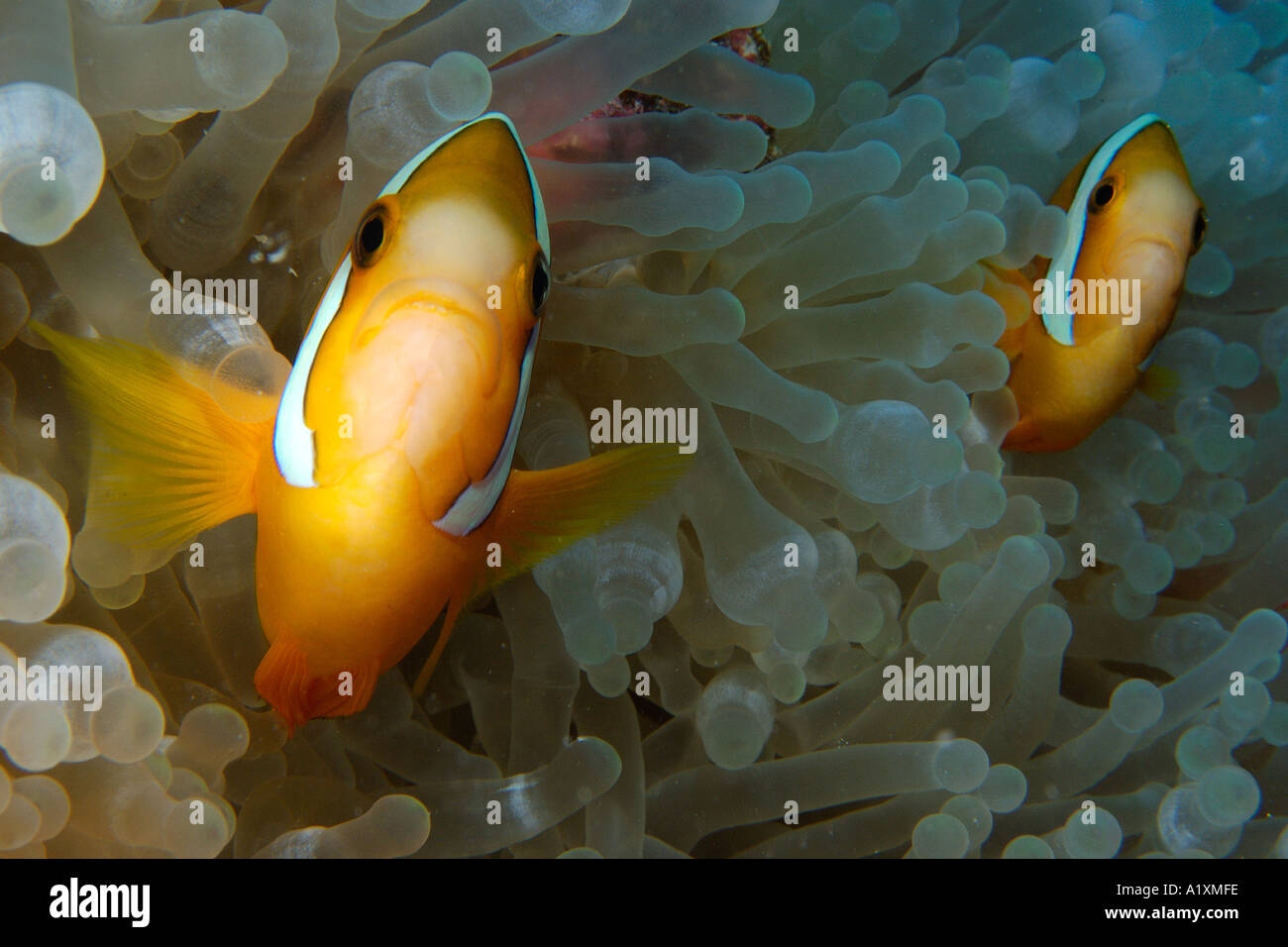 Wonder anemone hi-res stock photography and images - Alamy