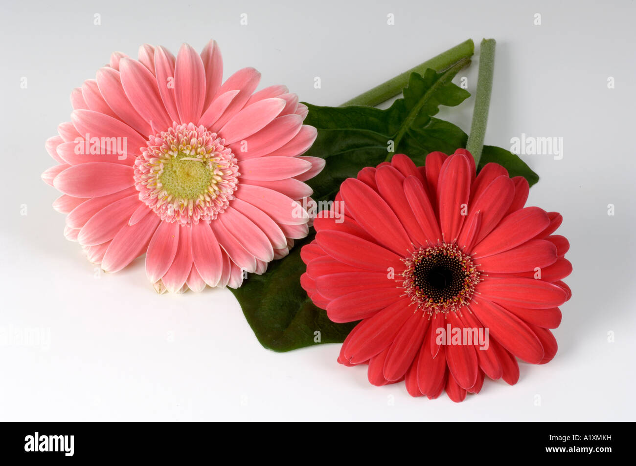 Gerbera Gerbera spec Stock Photo - Alamy