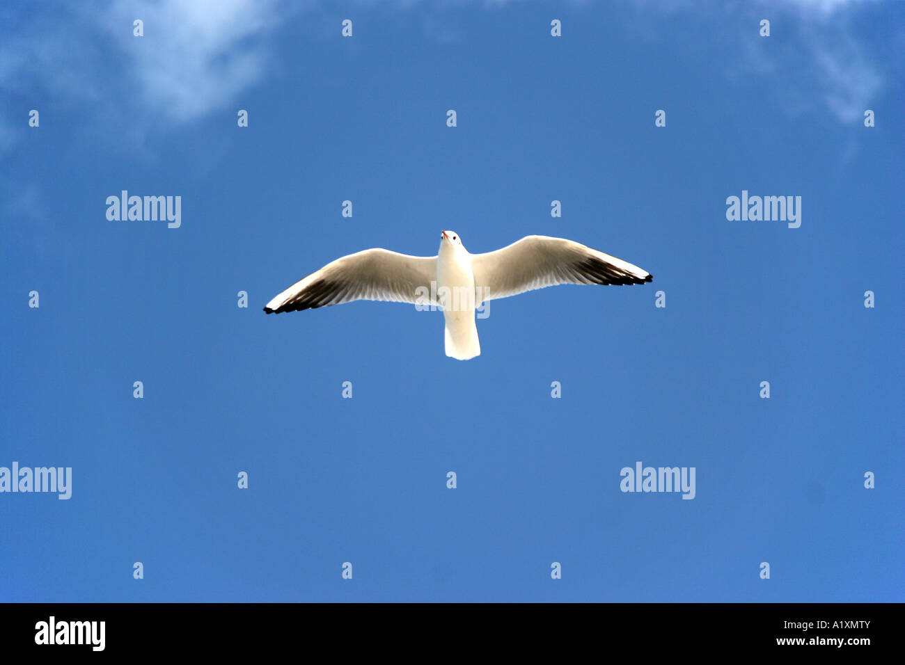 Free pollutions hi-res stock photography and images - Alamy