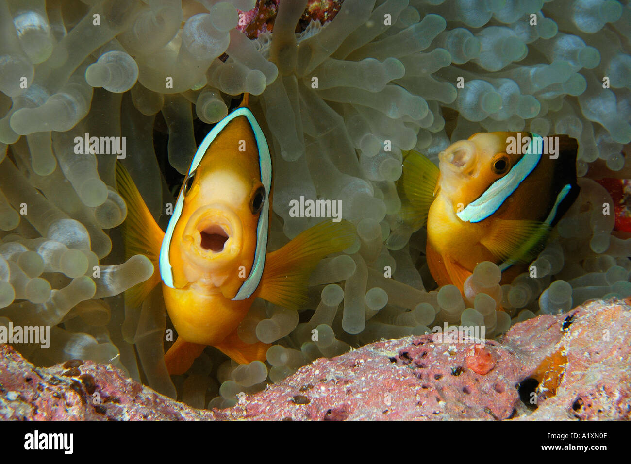 Endemic three banded anemonefish Amphiprion tricinctus and bulb anemone ...