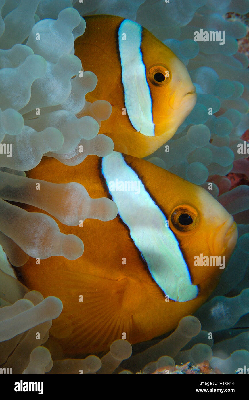 Endemic three banded anemonefish Amphiprion tricinctus and bulb anemone ...