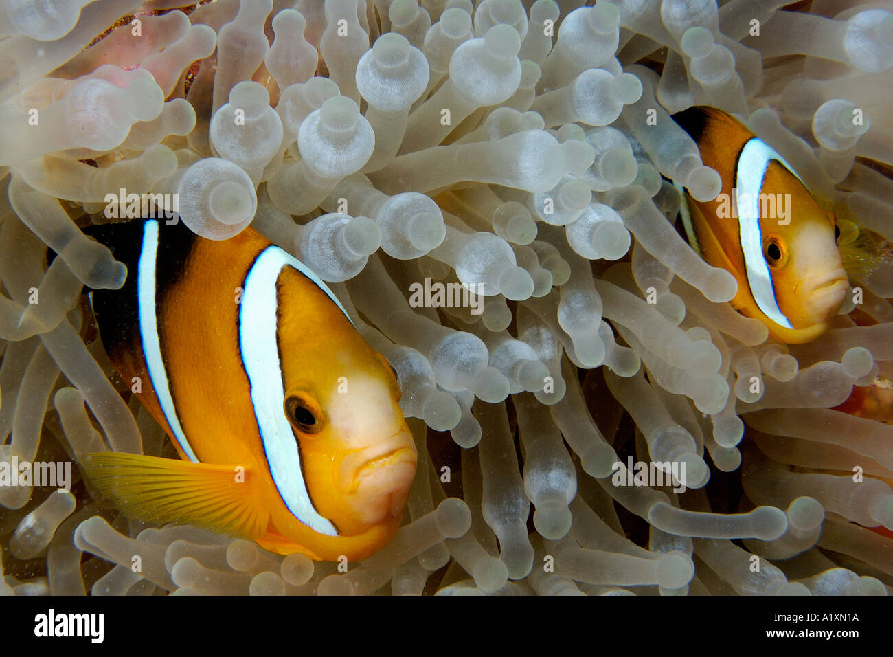 Endemic three banded anemonefish Amphiprion tricinctus and bulb anemone ...