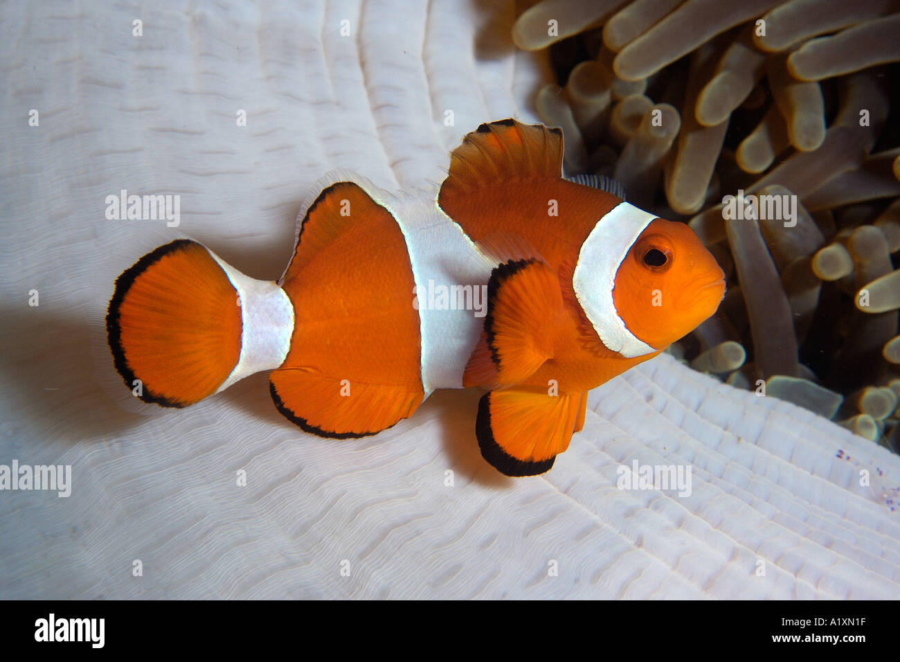 False clown anemone fish Amphiprion ocellaris Dumaguete Negros Island ...