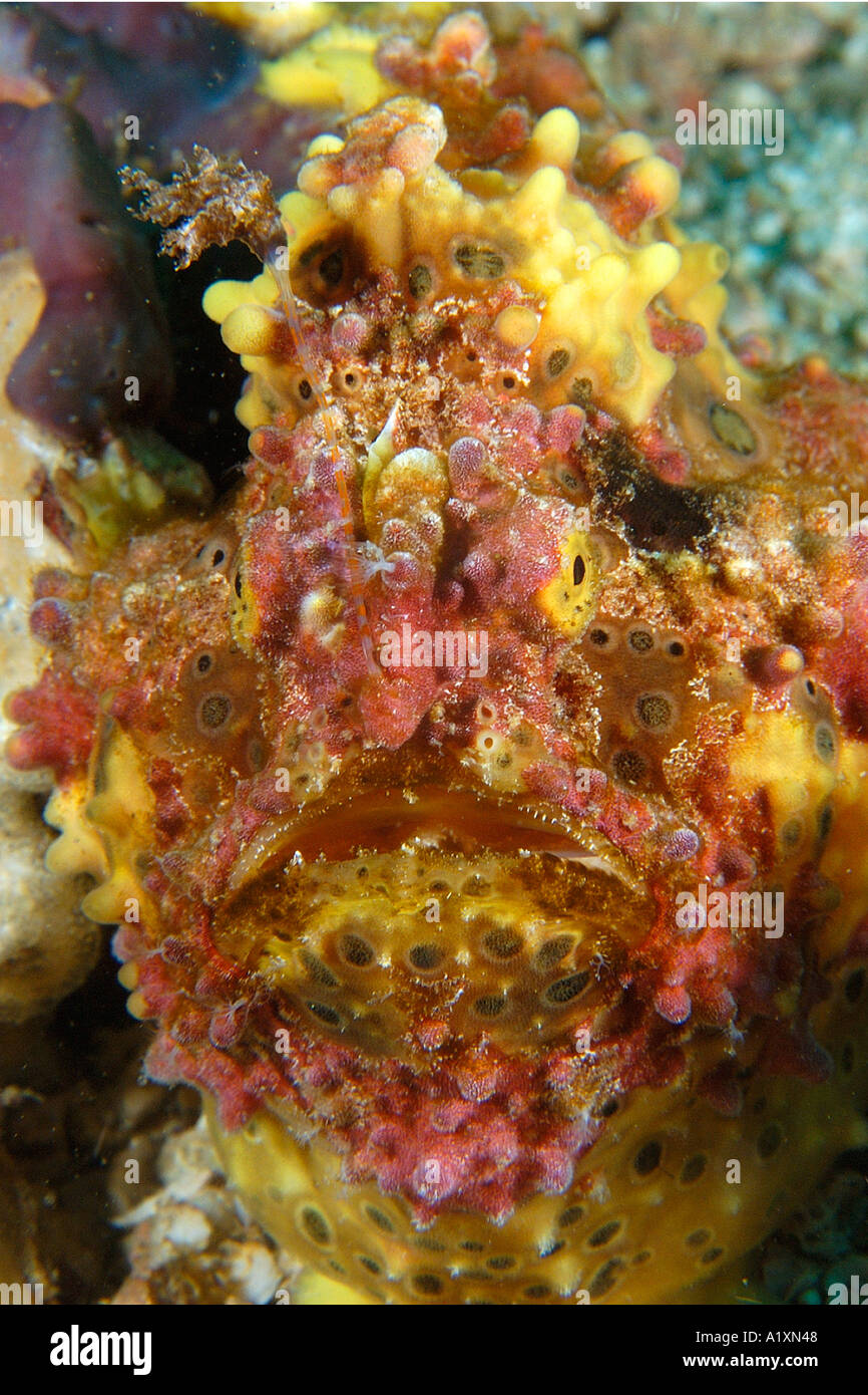 Lumpy face mask hi-res stock photography and images - Alamy