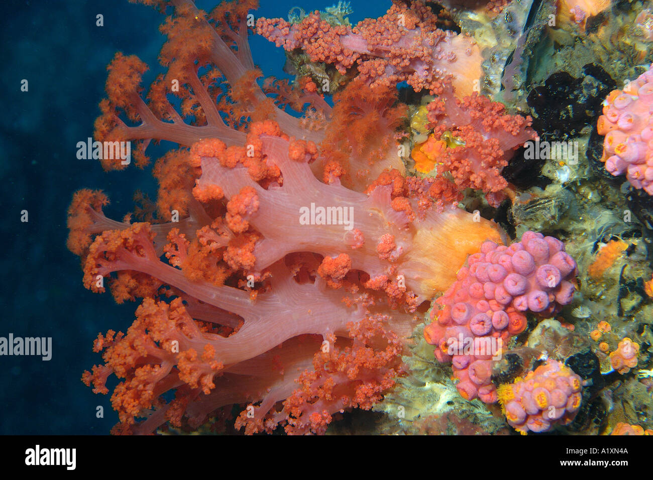Soft and tube corals Dendronephthya sp and Tubastrea sp Gato Island ...