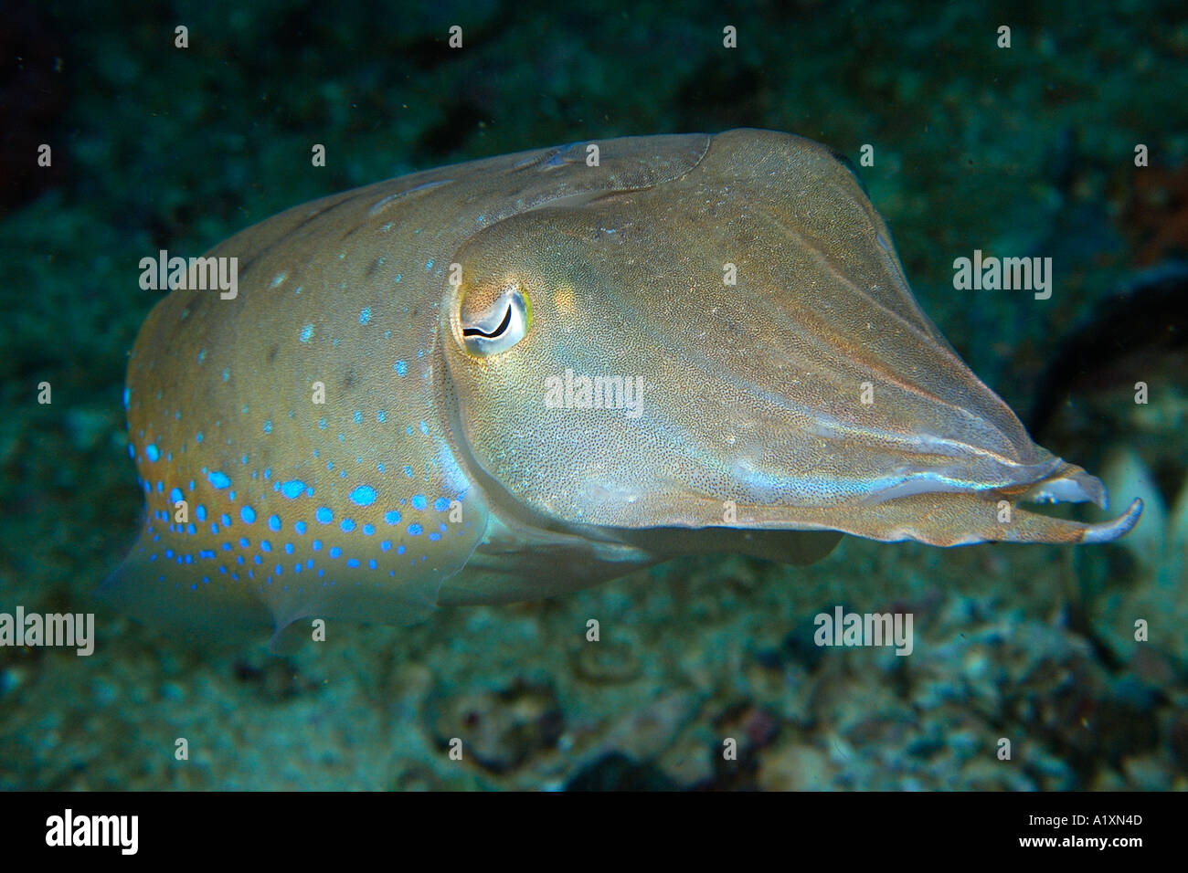Reef cuttlefish Sepia sp Gato Island Northern Cebu Philippines Visayan ...