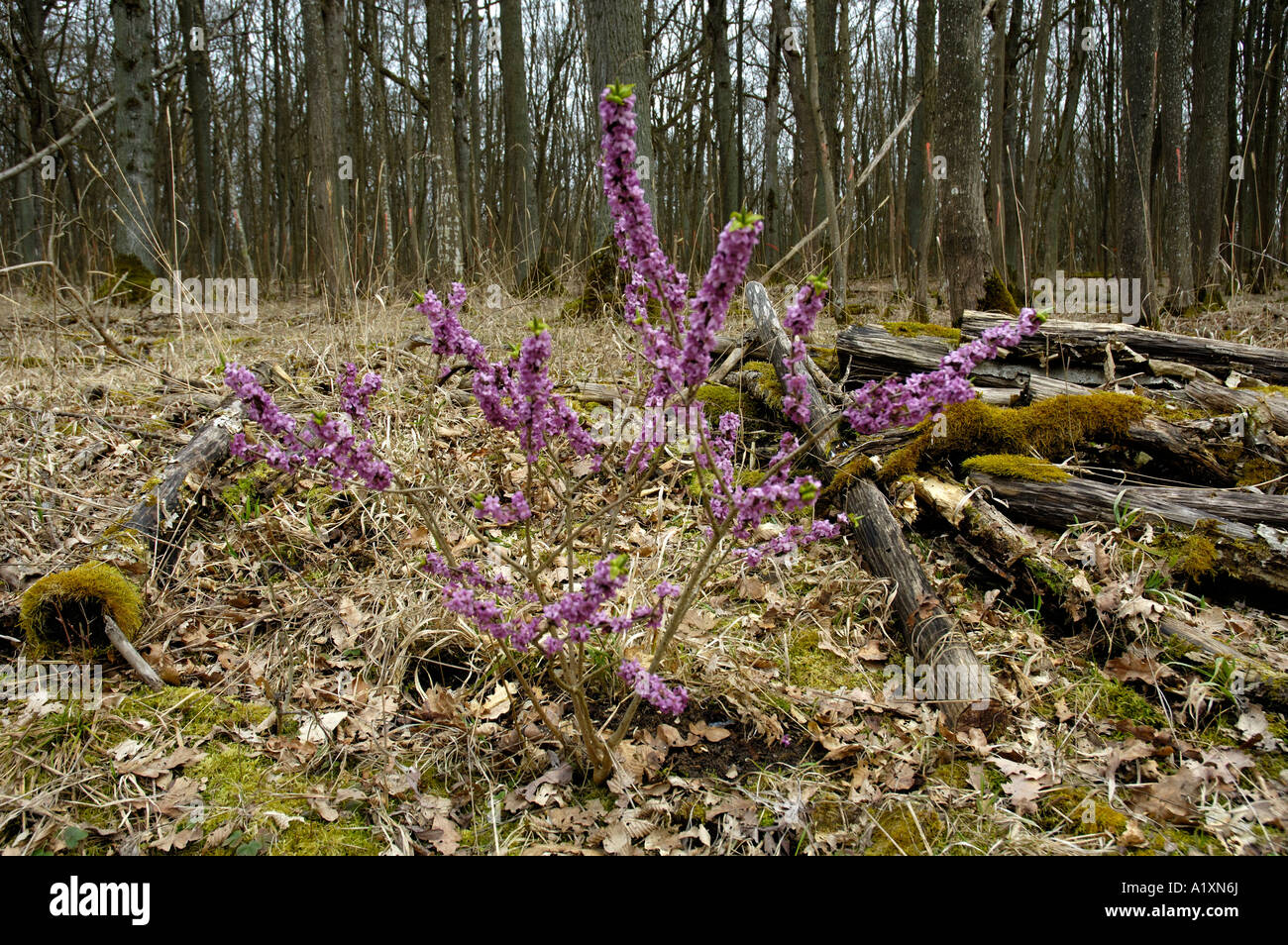 Mezeron daphne mezereum hi-res stock photography and images - Alamy