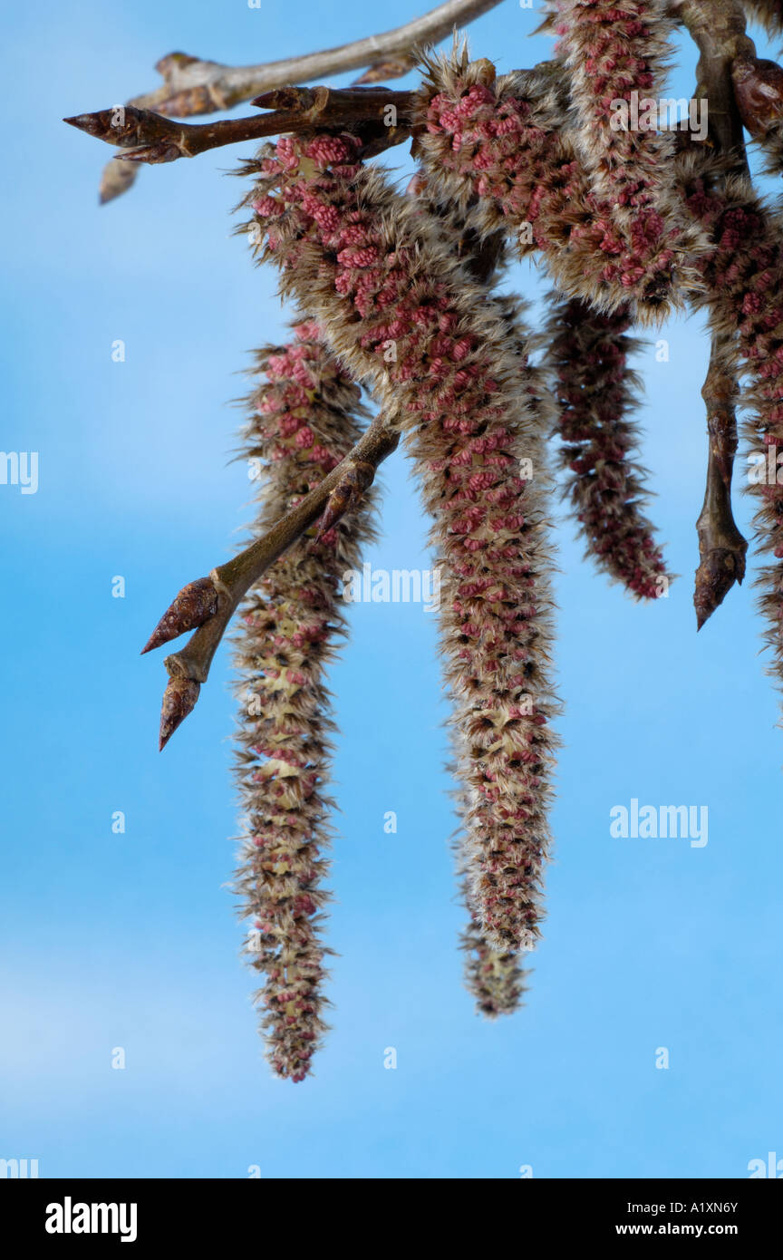 White Poplar Populus alba Silberpappel bluehende Kaetzchen freistellbar ...
