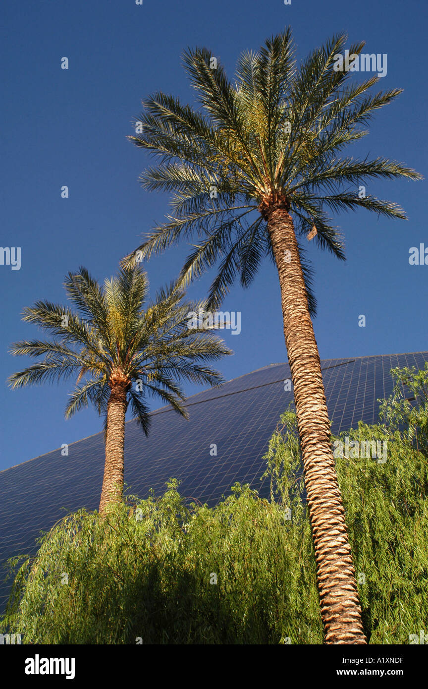 Palm trees in front of the Luxor Hotel Casino based on an Ancient ...