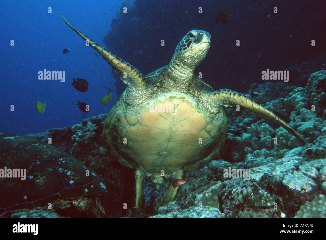 Green sea turtle Chelonia mydas Kailua Kona Hawaii N Pacific Stock ...