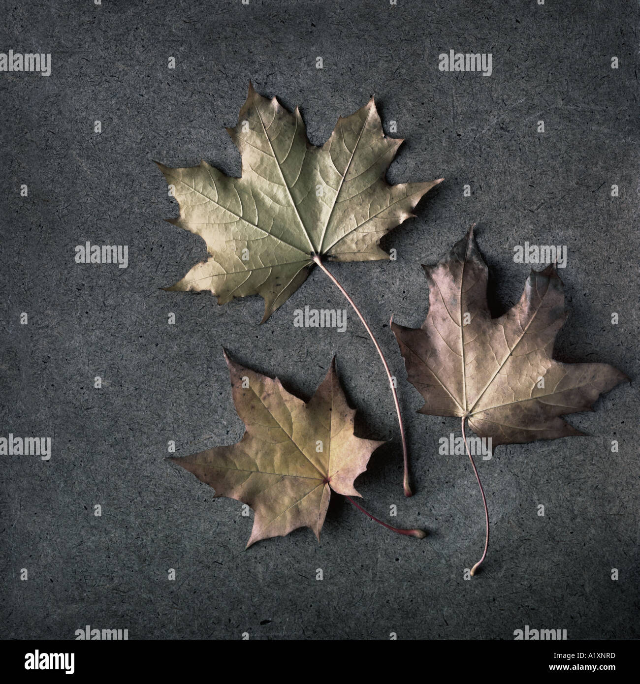 three autumnal leaves in soft light Stock Photo - Alamy