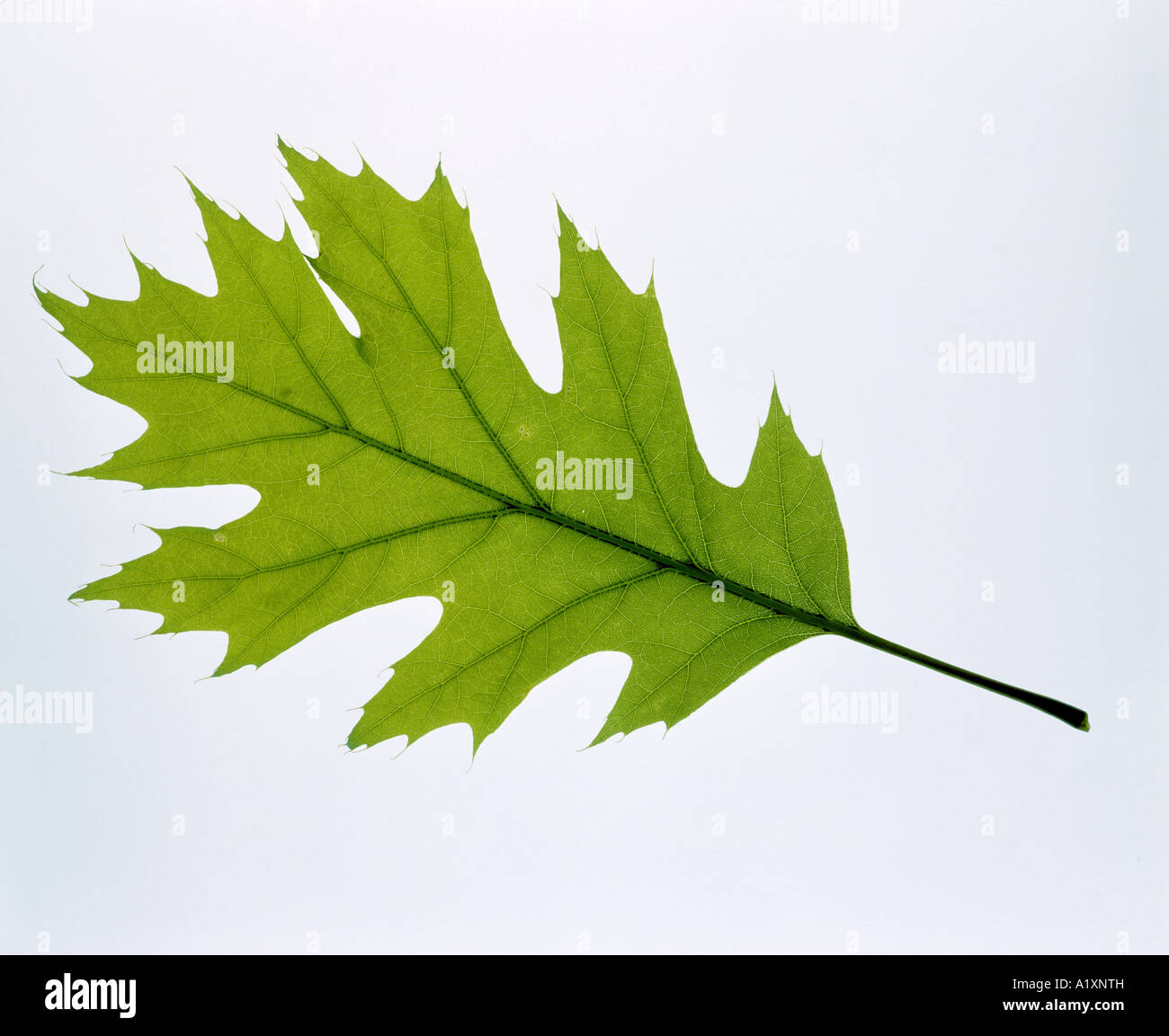 Simple lobed leaf hi-res stock photography and images - Alamy