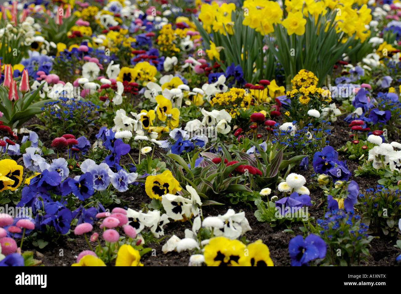 Daffodils Pansies Garden