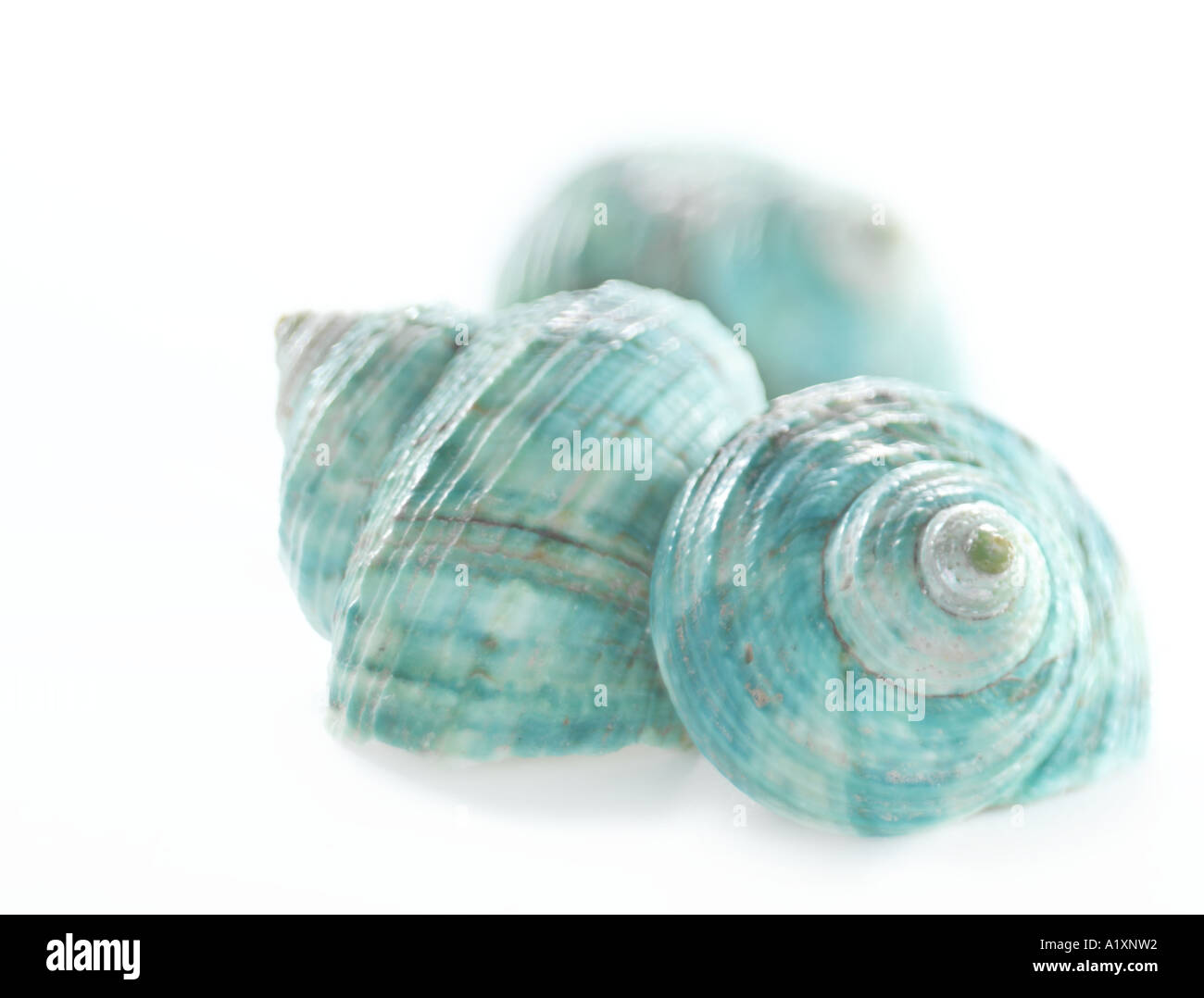 three turquoise shells on a white background with soft white light ...