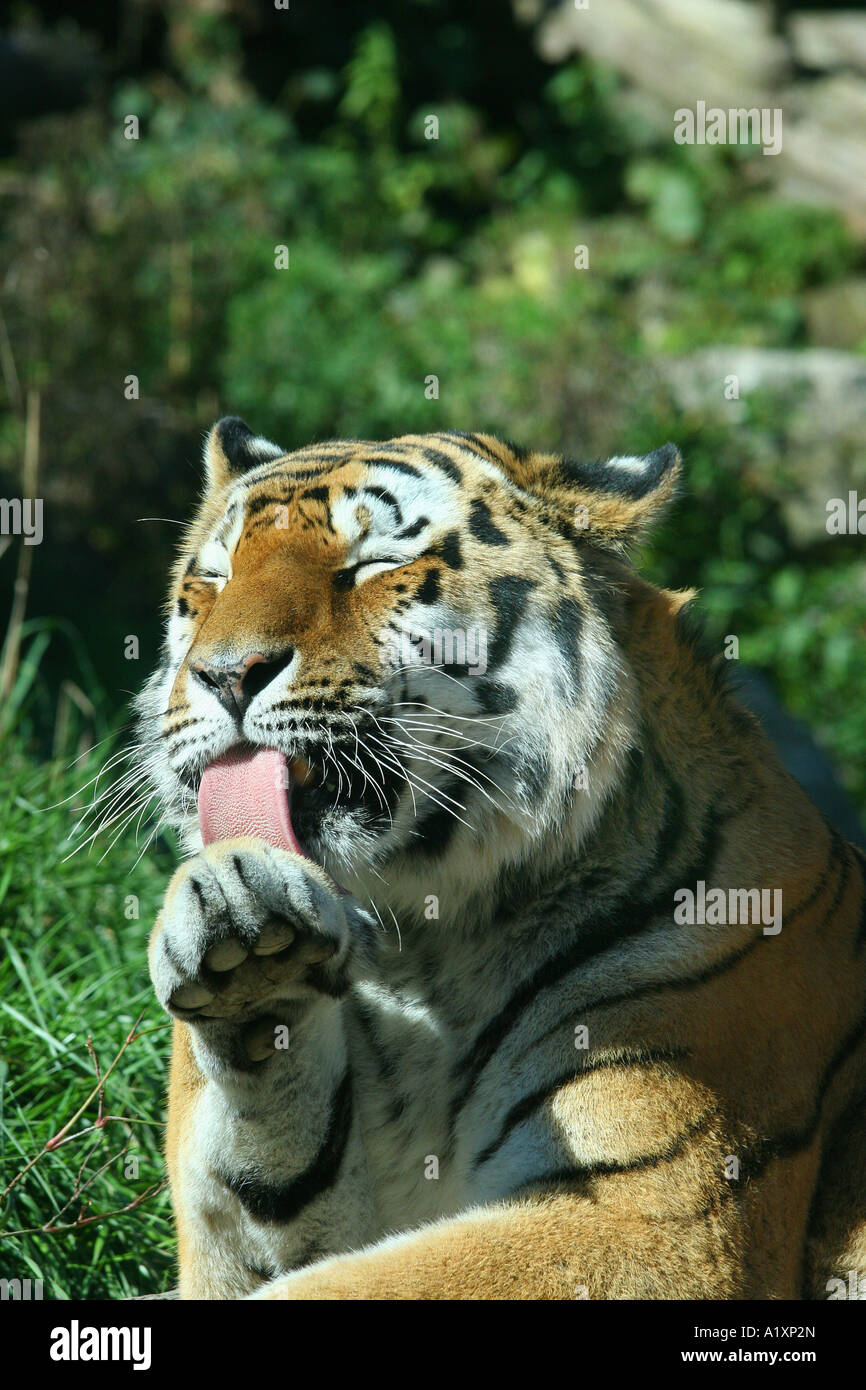 Tiger tongues hi-res stock photography and images - Alamy