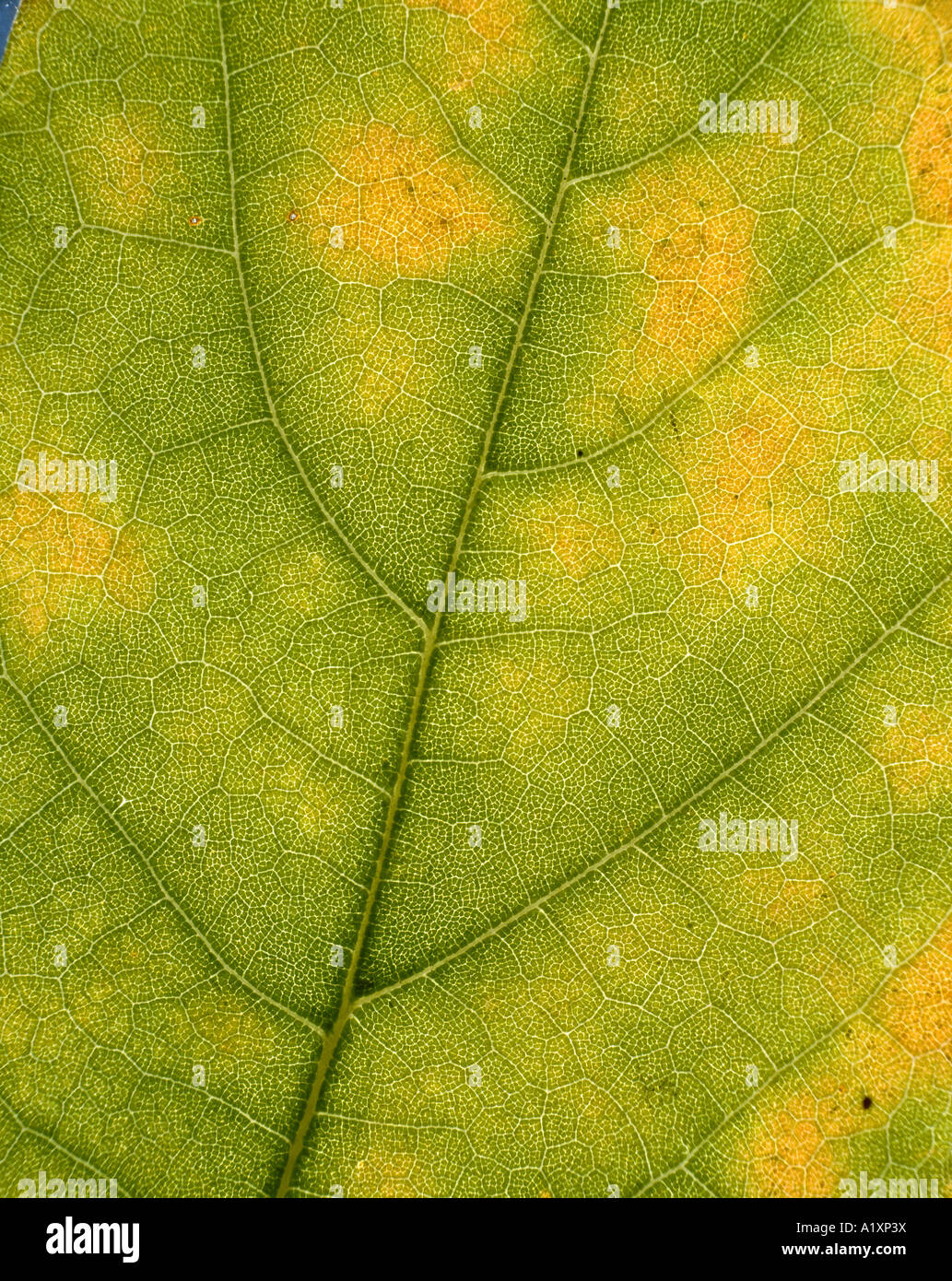 4x magnification hi-res stock photography and images - Alamy