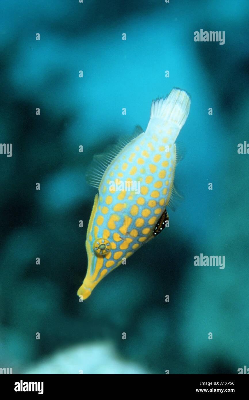 Longnose filefish hi-res stock photography and images - Alamy