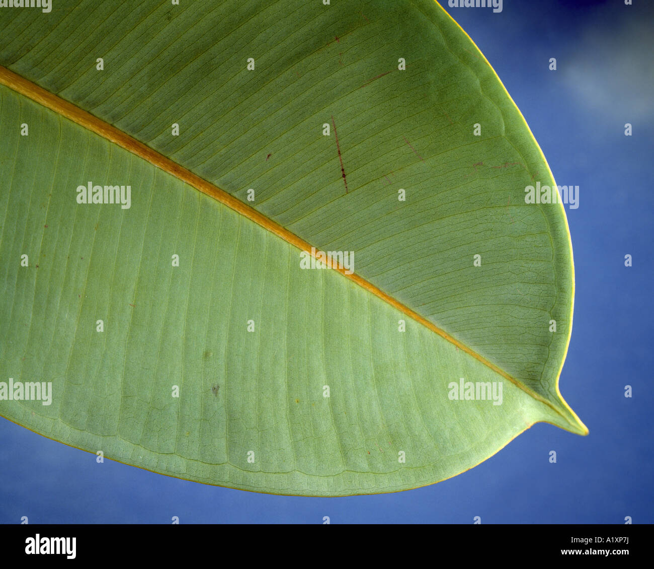 Plants with pointed leaves hi-res stock photography and images - Alamy