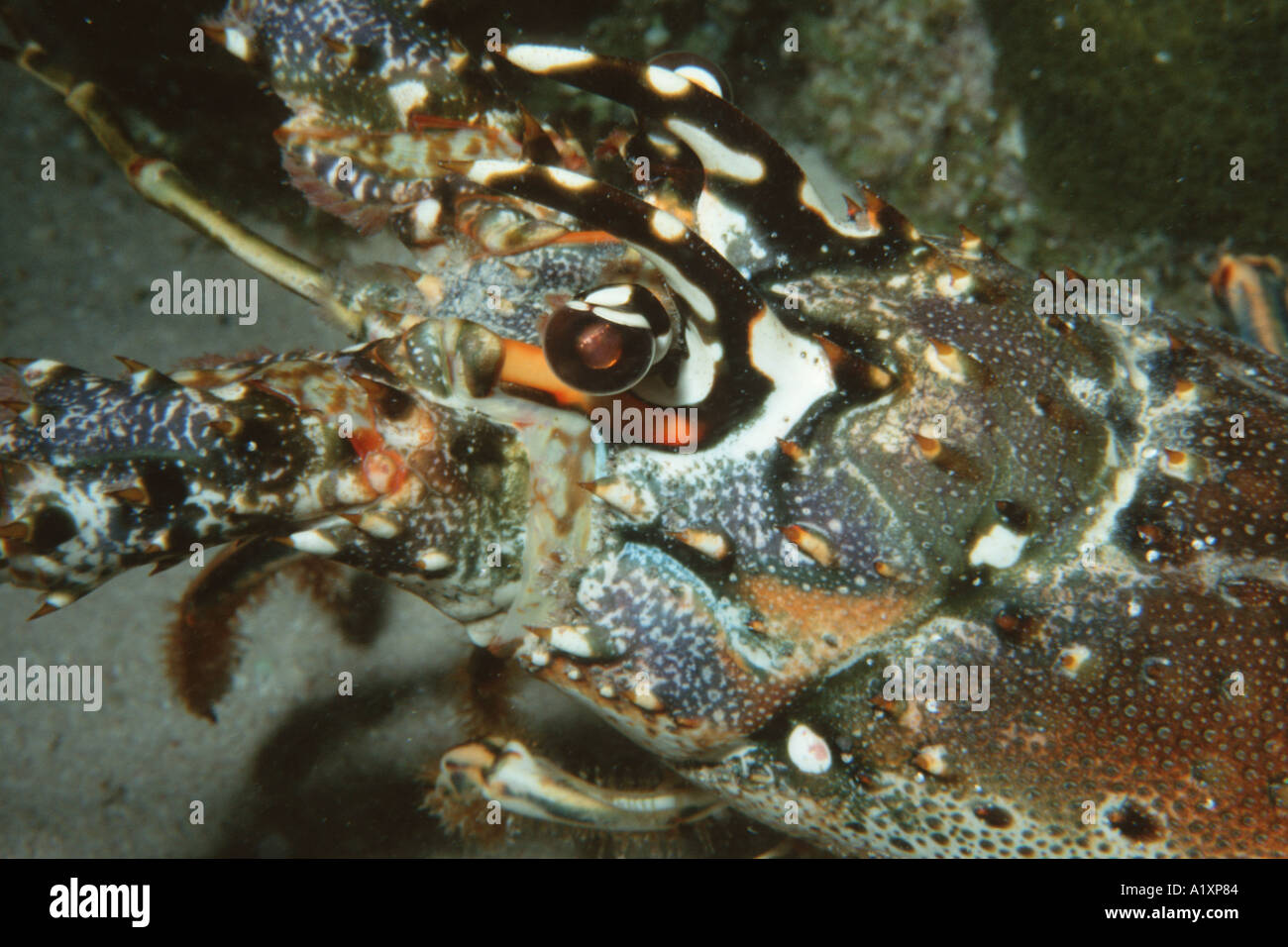 Caribbean spiny lobster Panullirus argus Looe Key Key Largo Florida ...