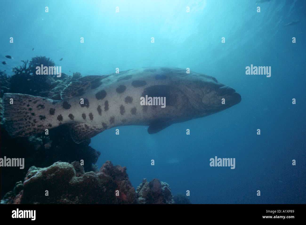 Potato cod Epinephelus tukula Cod hole Coral Sea Australia South ...