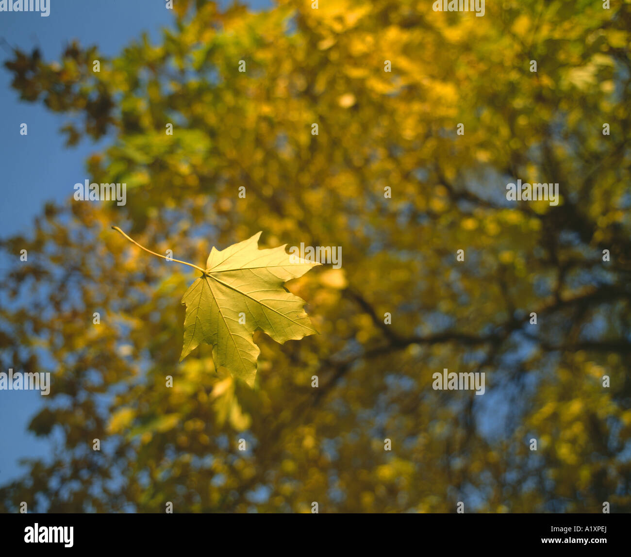 FALLING MAPLE LEAF [NORWAY MAPLE] (ACER PLATANOIDES Stock Photo - Alamy