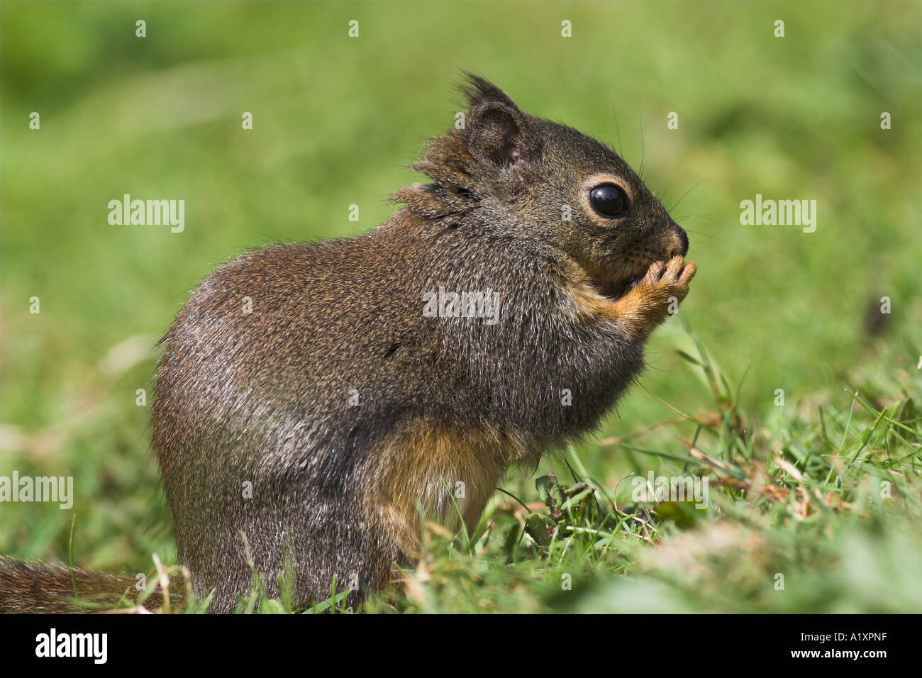 Douglas squirrel (Tamiasciurus douglasii) Burnaby lake, Vancouver ...