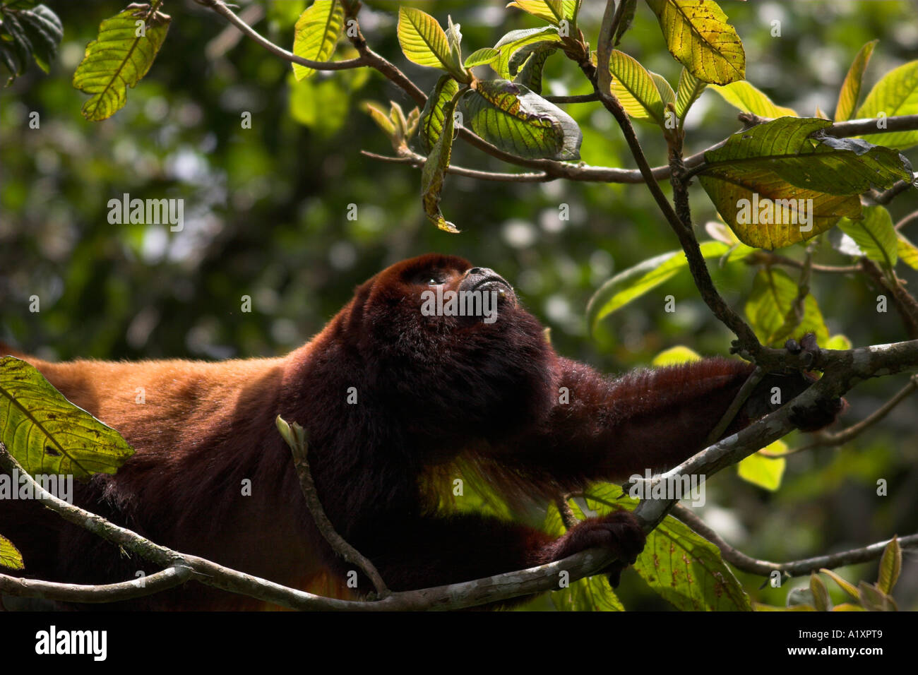 Red howler monkey (Alouatta seniculus) feeding in tree, Henri Pittier ...