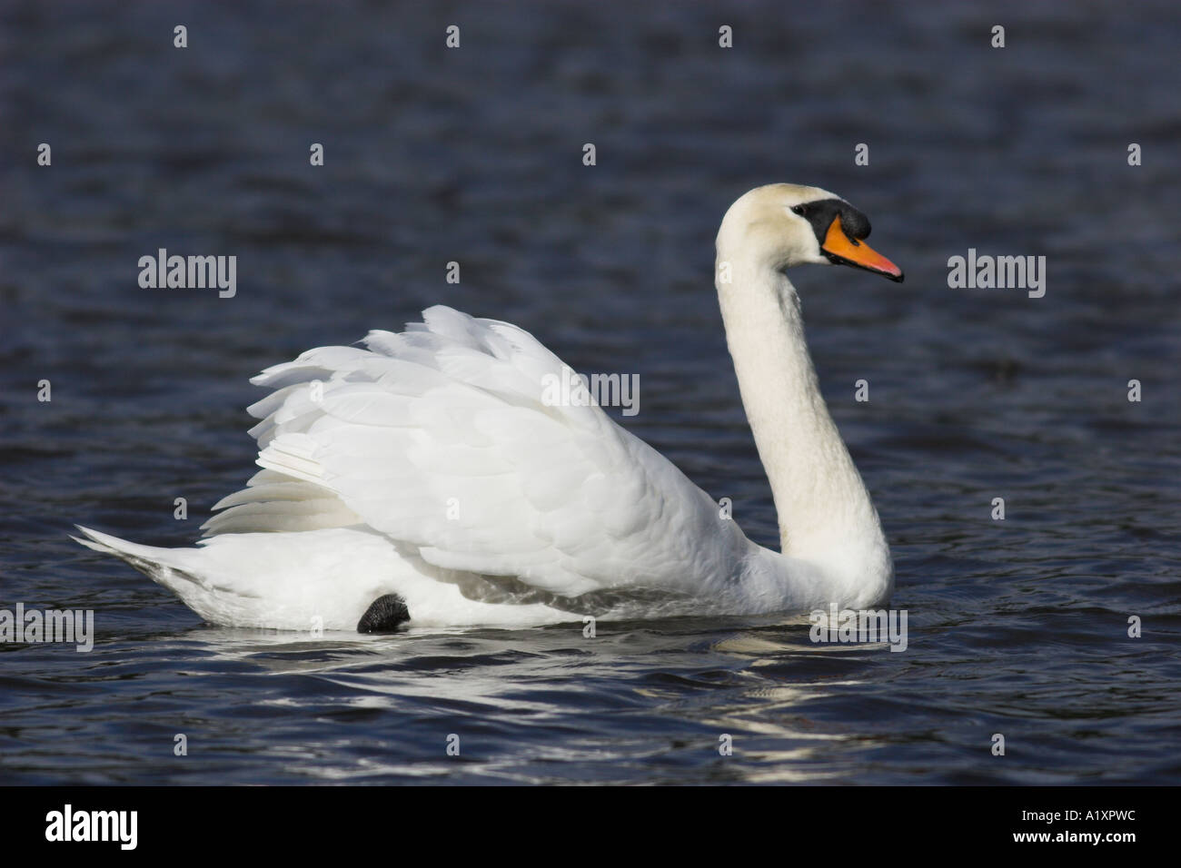 Stanley Park Swans High Resolution Stock Photography and Images - Alamy