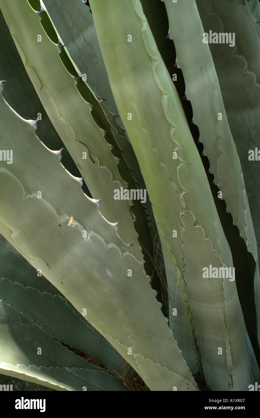 The overlapping thick spike edged leaves of an agave cactus Stock Photo ...