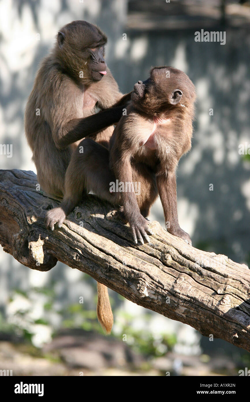 Protected areas management hi-res stock photography and images - Alamy