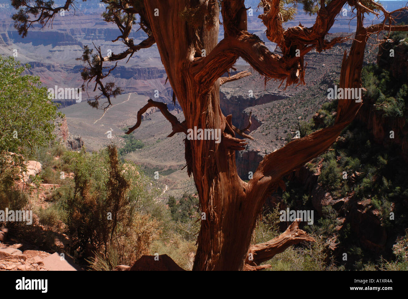 Dying tree from heat hi-res stock photography and images - Alamy