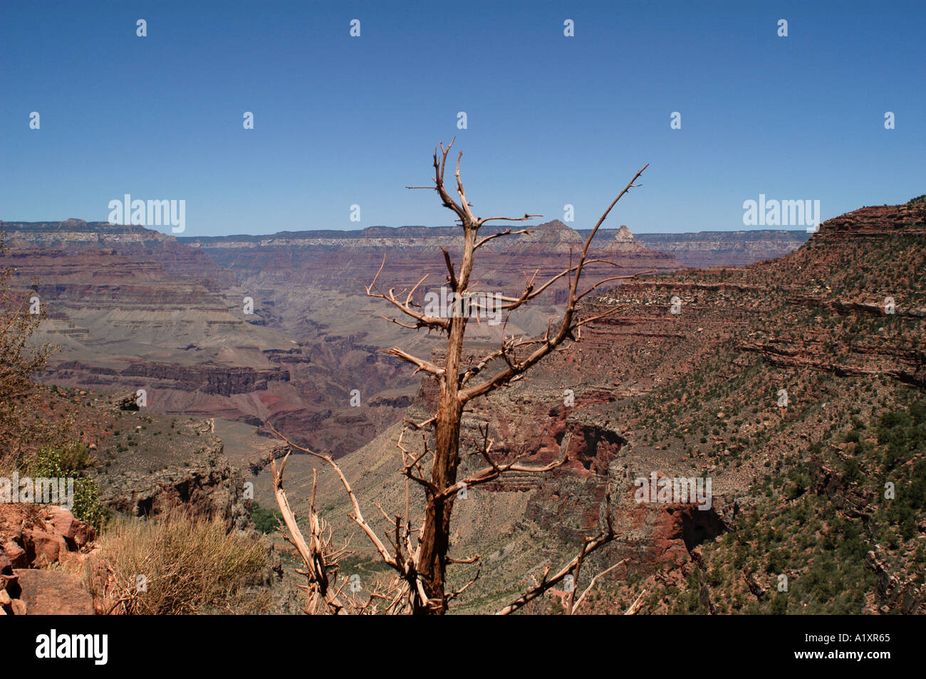 Desert tree arizona hi-res stock photography and images - Alamy