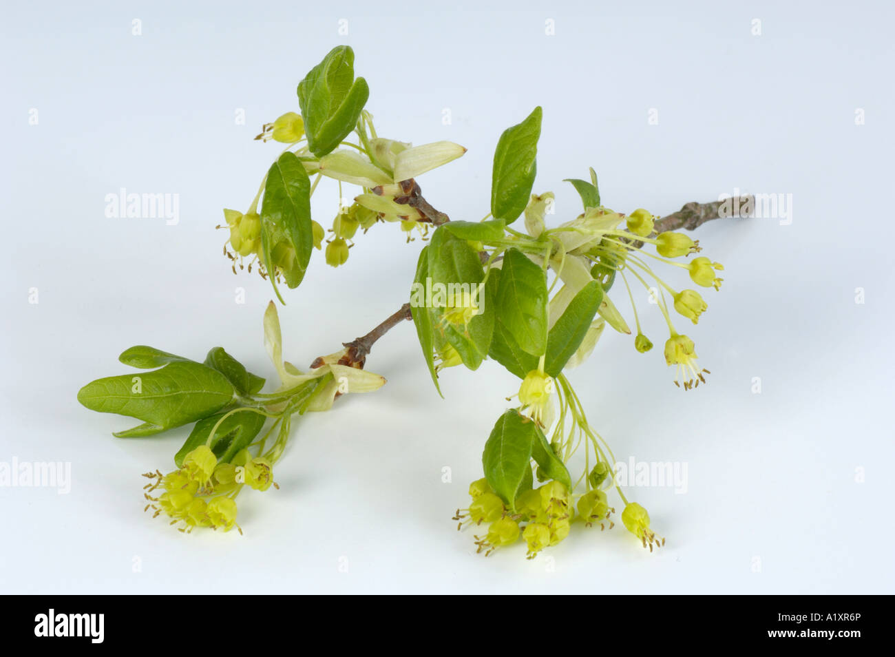 Pedunculate Oak blossom Quercus robur Bluete der Sommereiche Stock ...