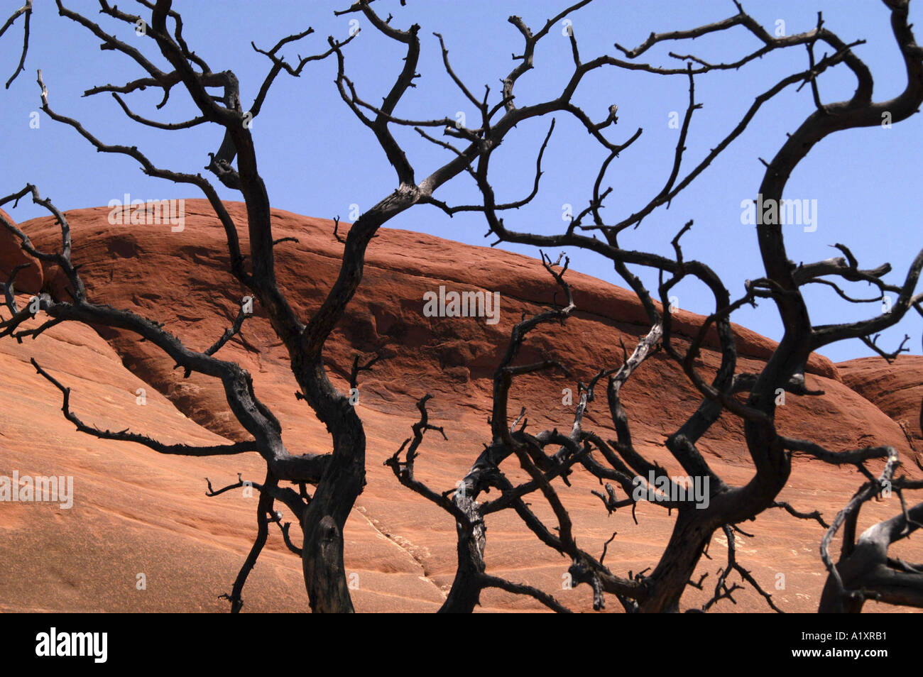 The twisting branches of a dead tree on a round hill at Devils Garden ...