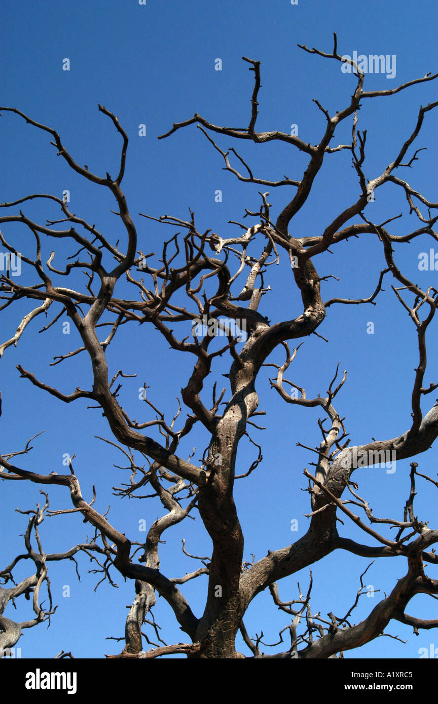 The twisting branches of a dead tree at Devils Garden Arches National ...
