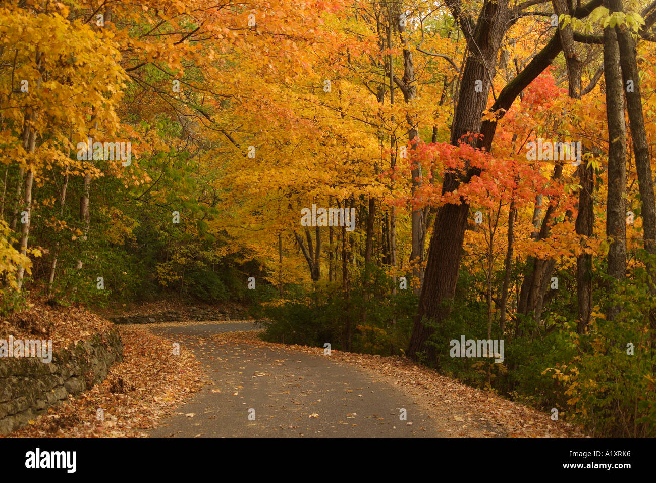 Fall trees in Percy Warner Park in Nashville, Tennessee USA Stock Photo ...