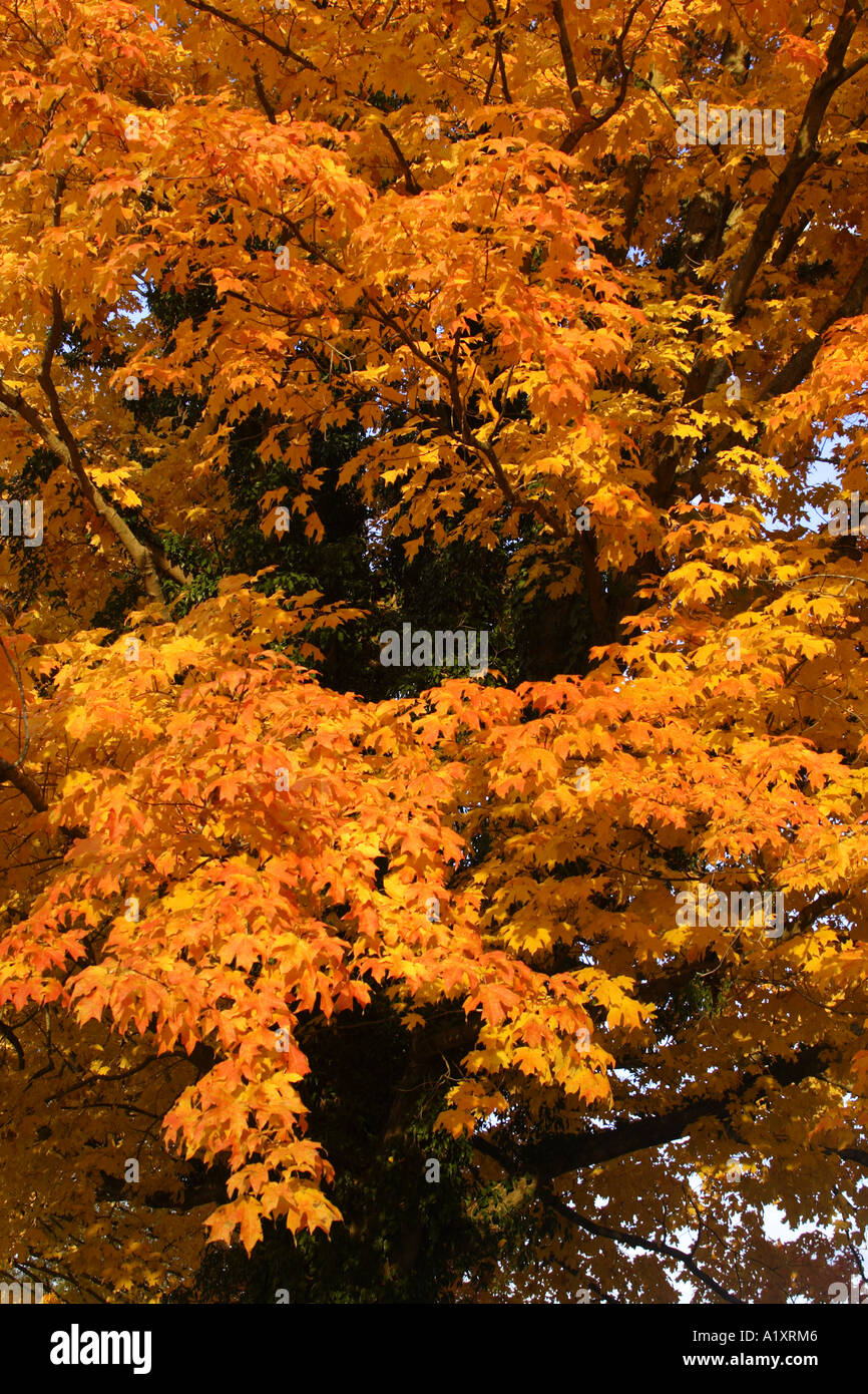 Fall trees along the Natchez Trace Parkway near Nashville Tennessee USA ...