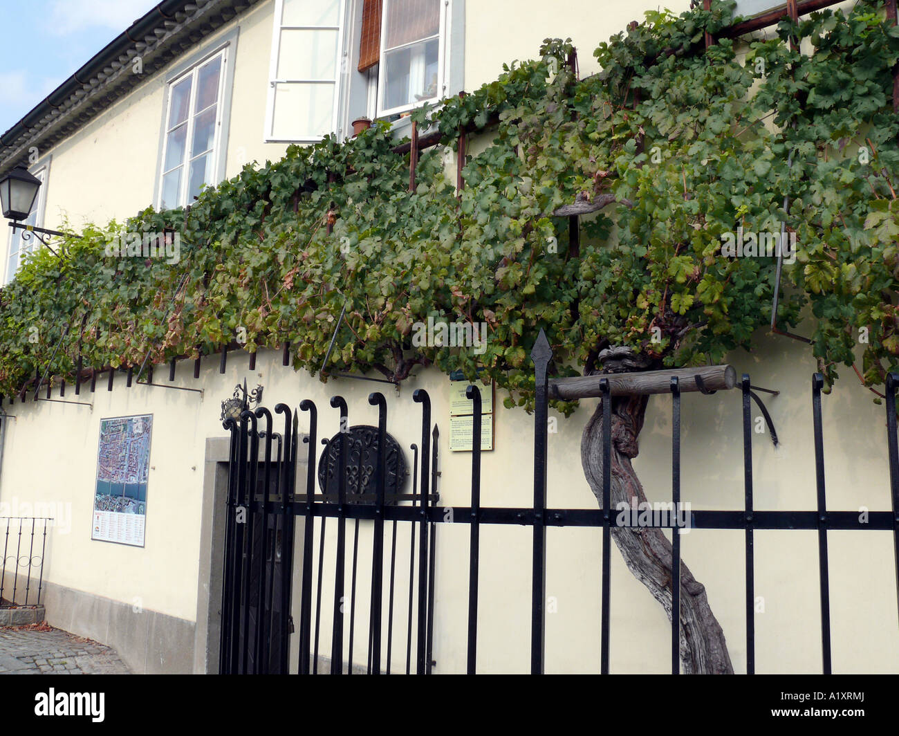 100 year grape hi-res stock photography and images - Alamy