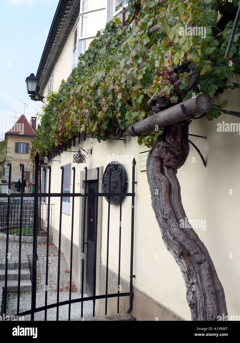 100 year old grapevine in Maribor, Slovenia Stock Photo - Alamy