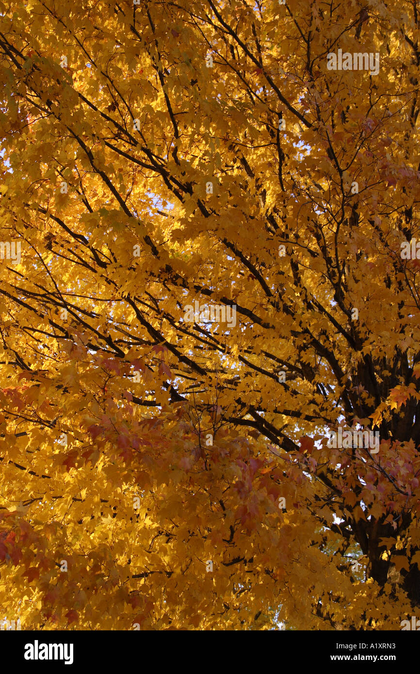 Fall trees along the Natchez Trace Parkway near Nashville Tennessee USA ...