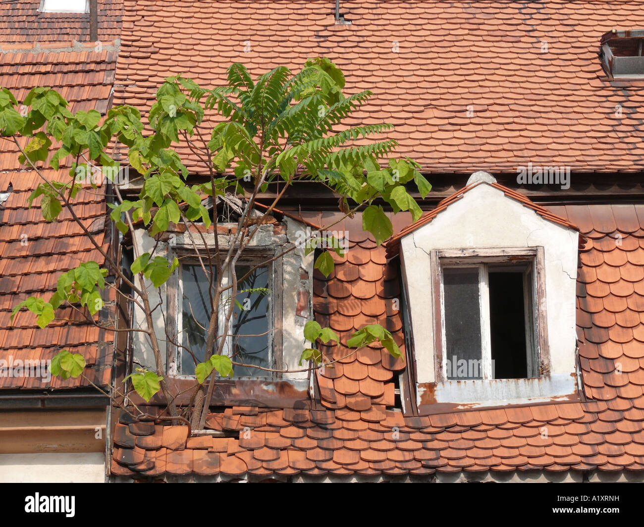 a tree in the roof Stock Photo - Alamy