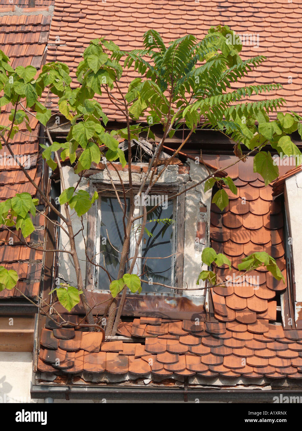a tree in the roof Stock Photo - Alamy