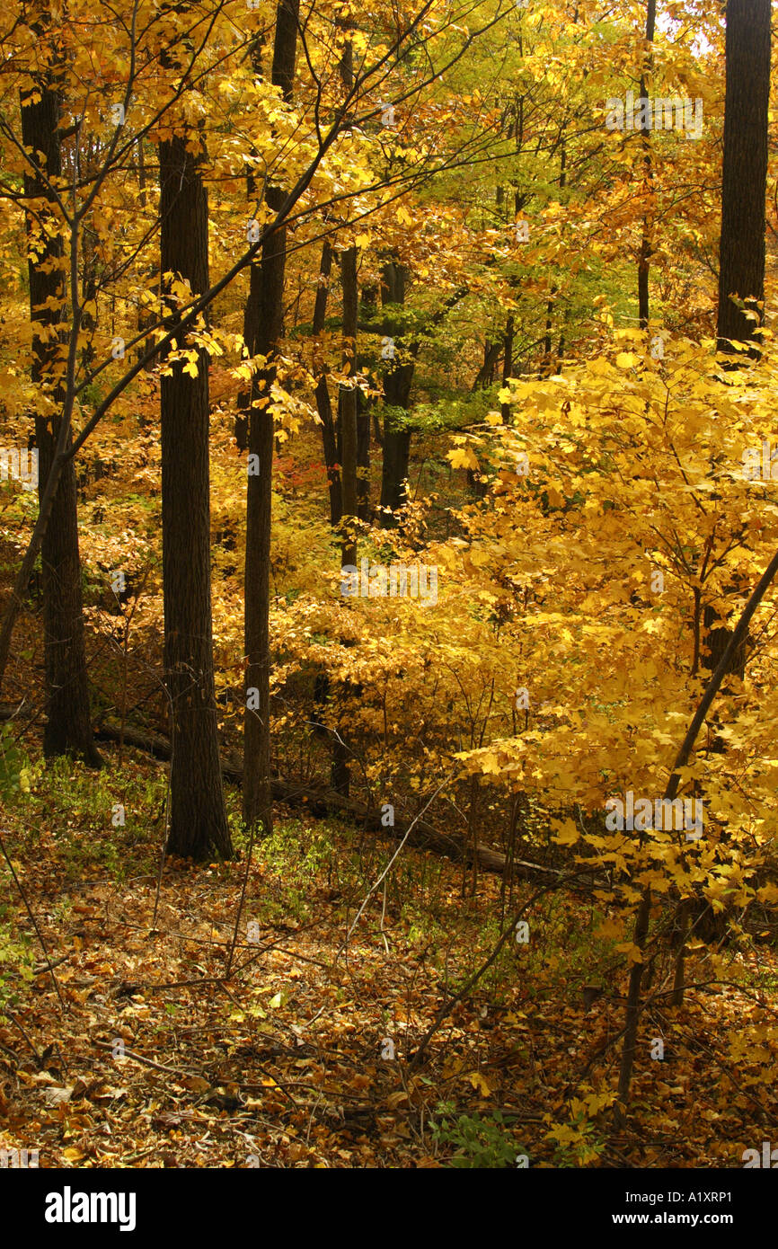 Fall trees in Percy Warner Park in Nashville, Tennessee USA Stock Photo ...
