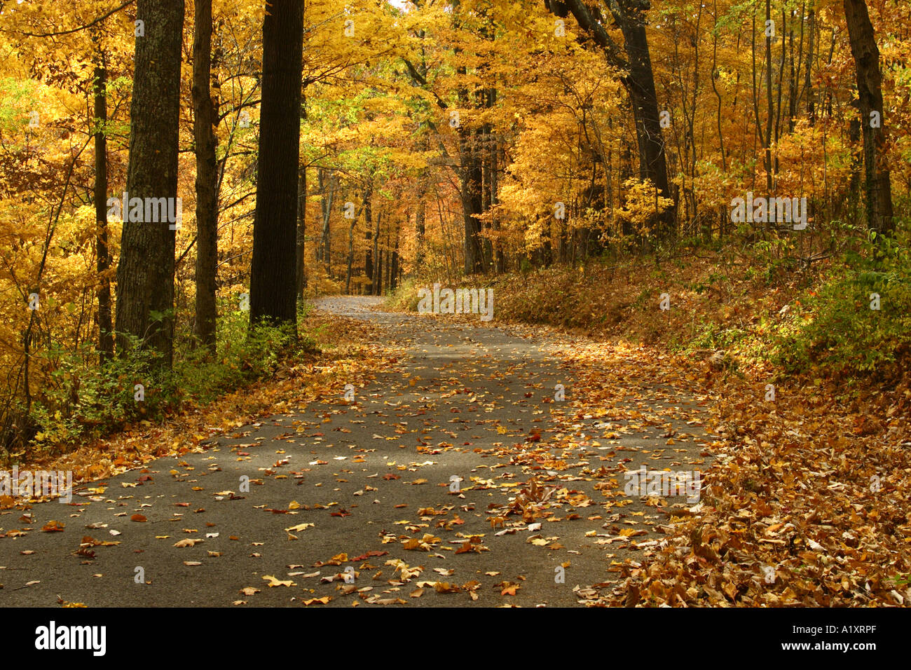Fall trees in Percy Warner Park in Nashville, Tennessee USA Stock Photo ...