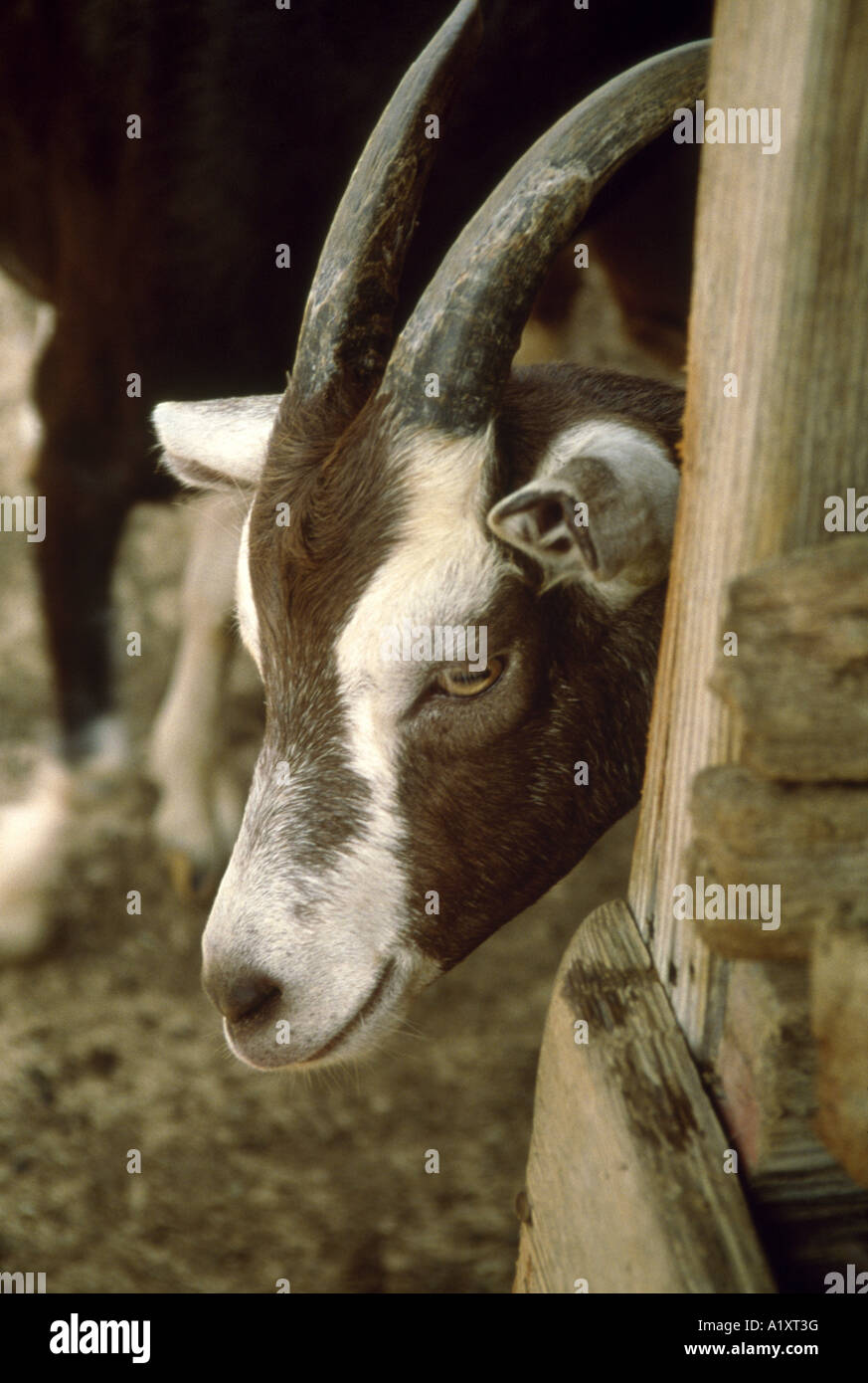 American Lamancha Goat